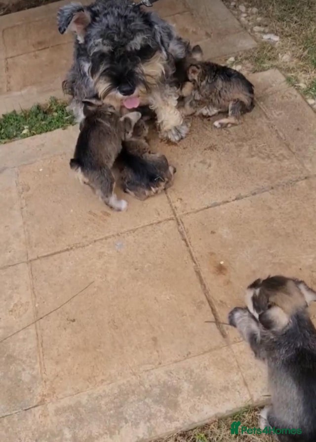 Purebred Miniature Schnauzer Puppies for sale in London | Pets4Homes
