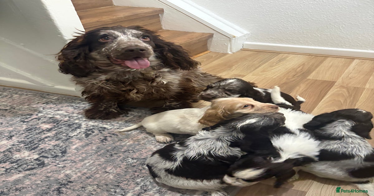 Beautiful Show-Type Cocker Spaniel puppies for sale in Worksop | Pets4Homes