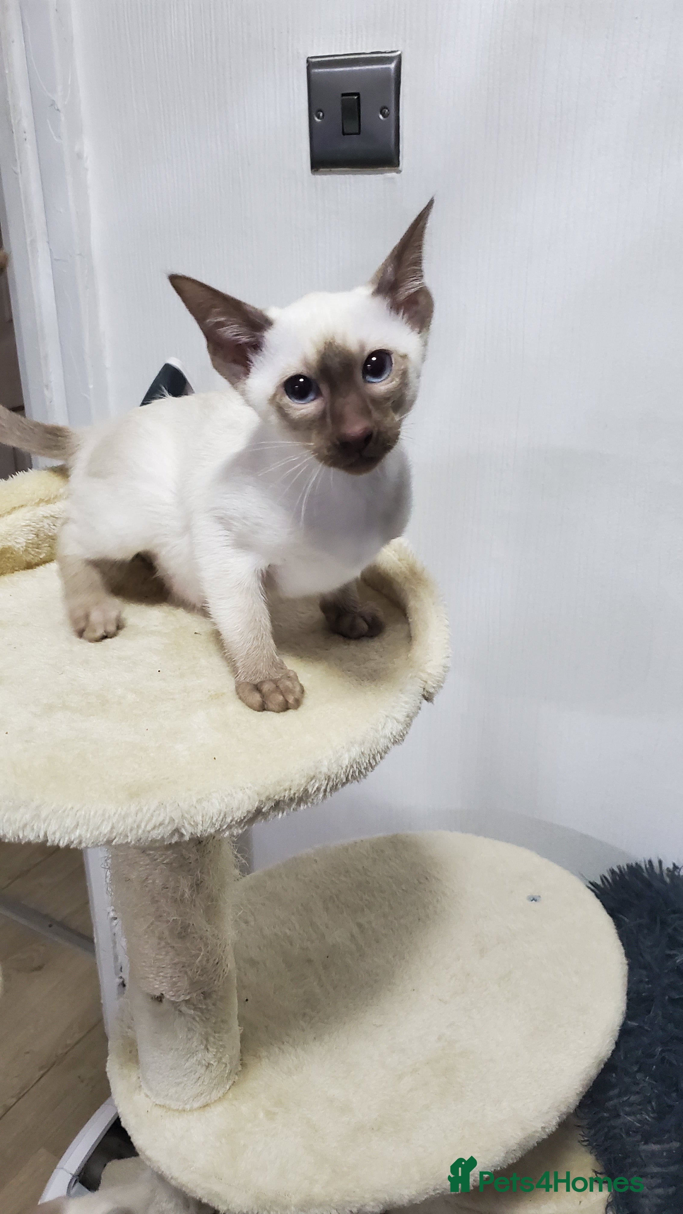 stunning Siamese Kittens for sale in Manchester | Pets4Homes