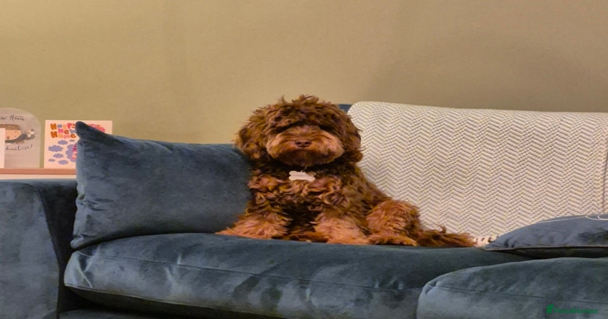 Gorgeous Toy Cockapoo Stud for stud in Oakham | Pets4Homes