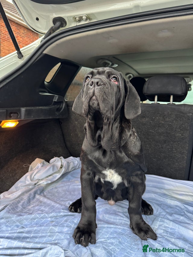2 black female Neapolitan mastiff puppies for sale in Wallsend | Pets4Homes