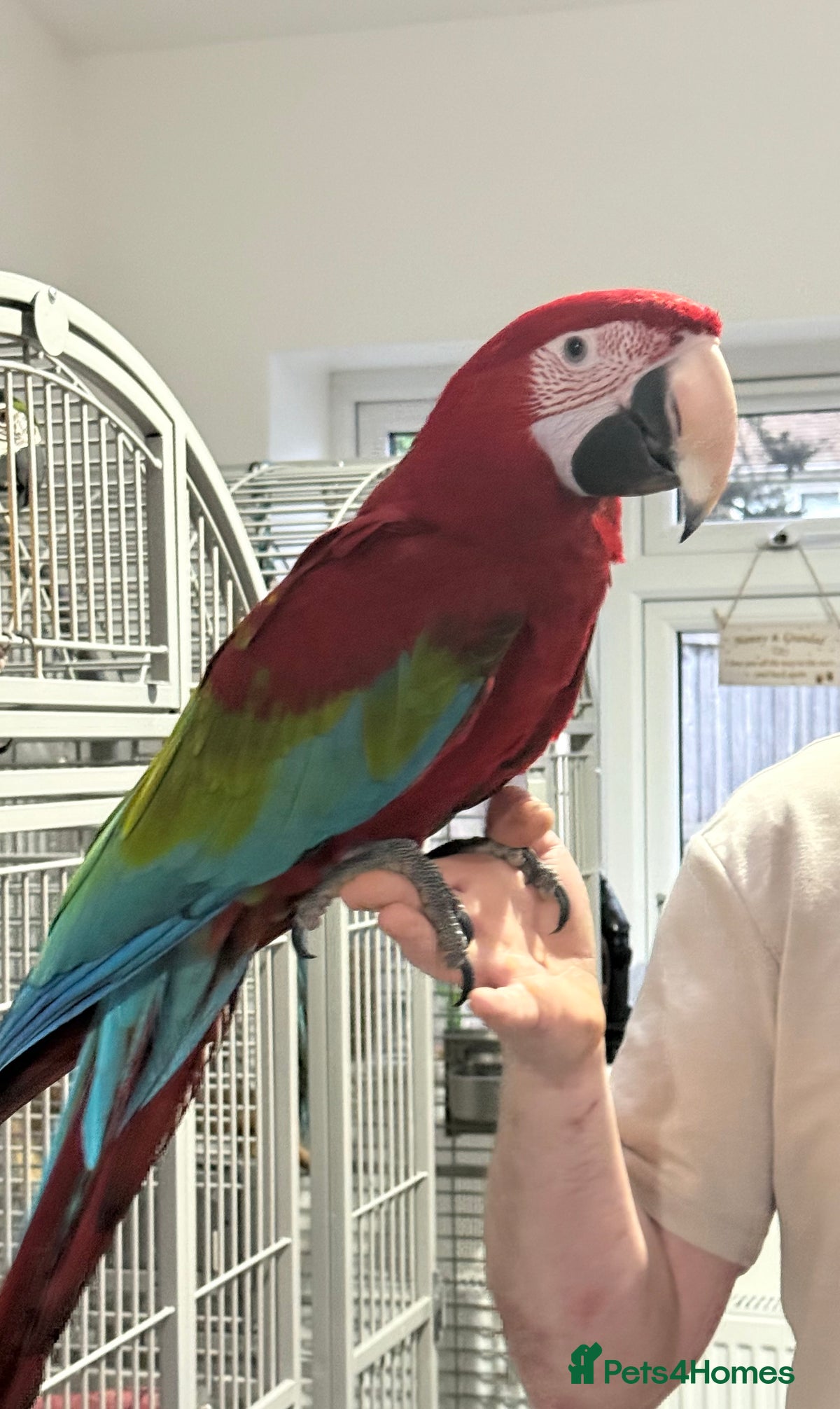 Macaw Birds for sale | Pets4Homes