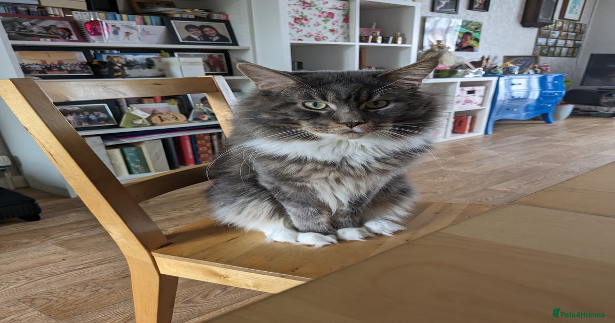 Zeus Maine-coon Stud for stud in London | Pets4Homes
