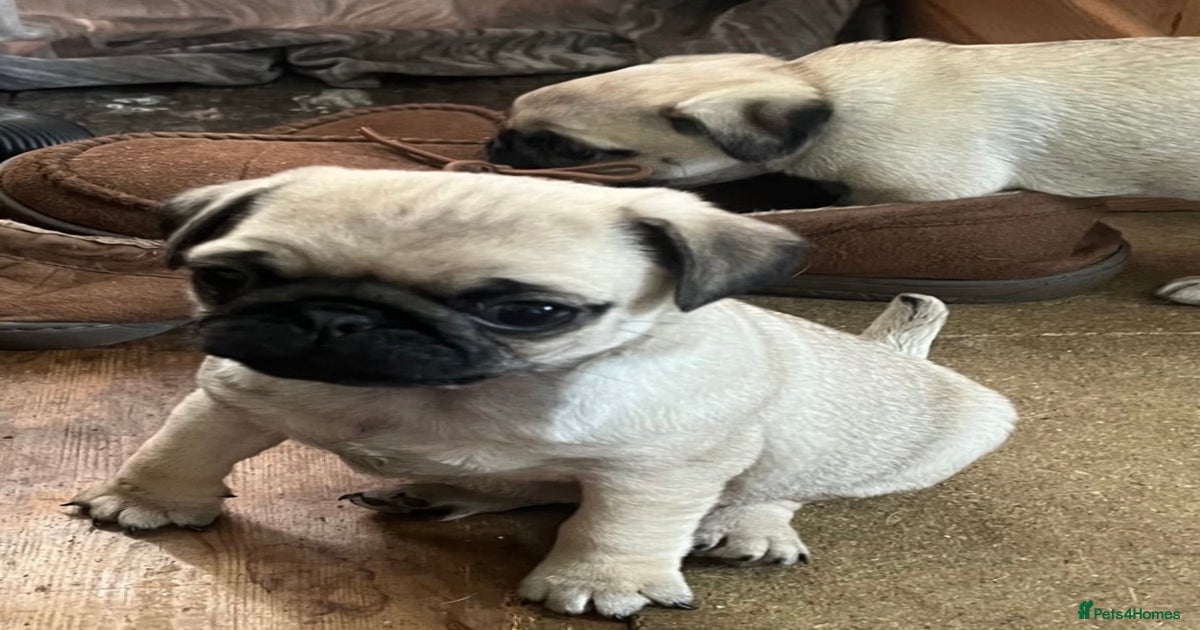 Pug Puppy Girl -Ready Now- Traditional Fawn for sale in Bournemouth ...
