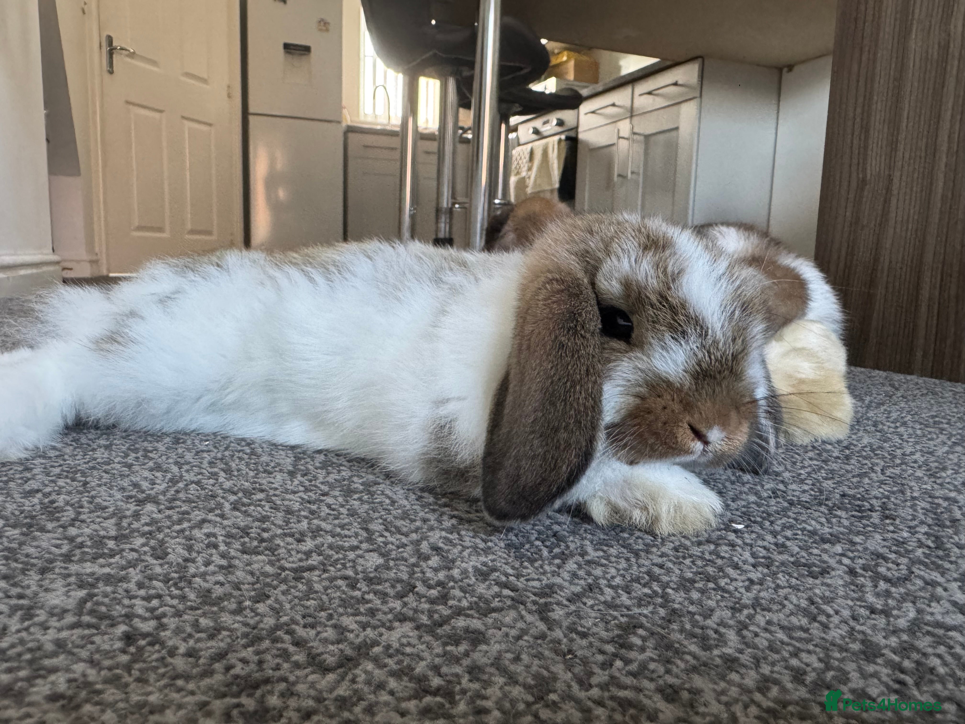 2 Mini Lop Rabbits for sale in Hull | Pets4Homes