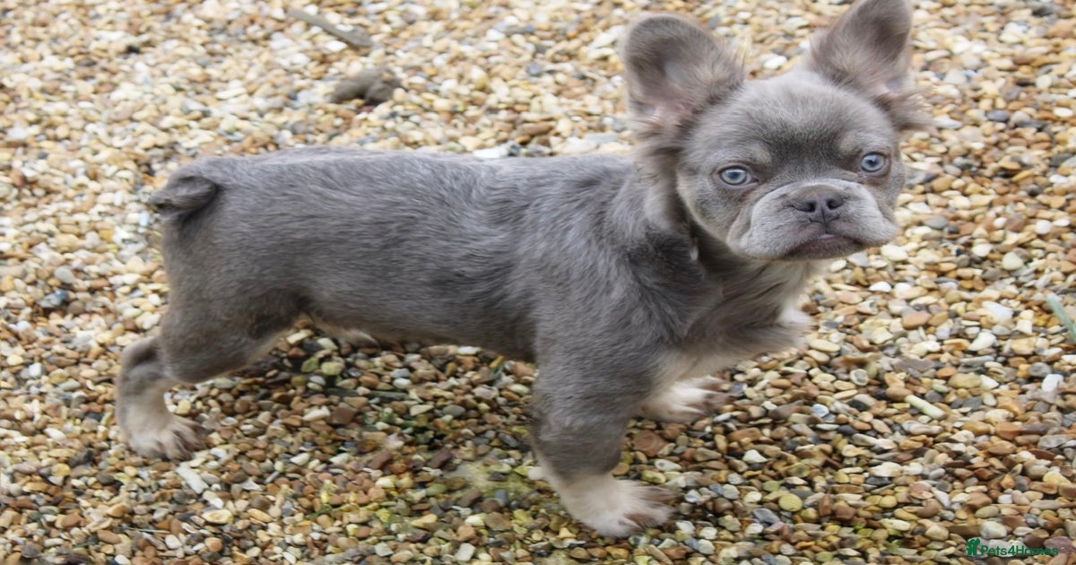 Kc lilac and tan testable fluffy French bulldog for sale in Haywards ...