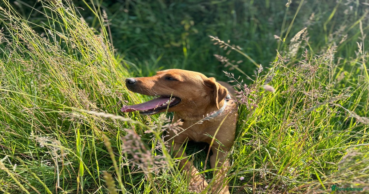 Dark Fox Red KC fox red Labrador for Stud for stud in Hereford | Pets4Homes