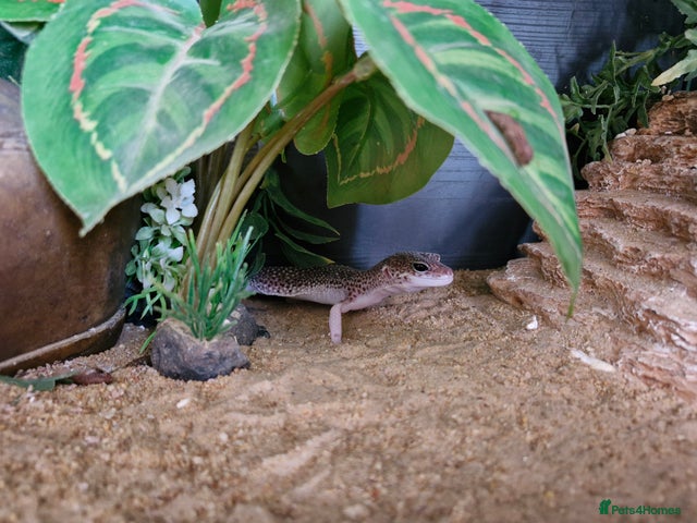 Leopard ghekos for sale in Swadlincote | Pets4Homes