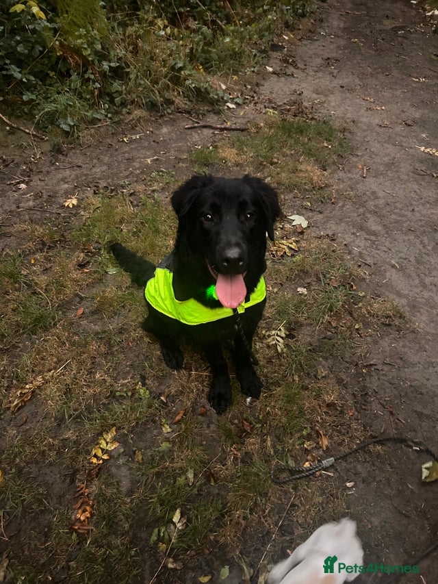 Border collie for sale for sale in Doncaster | Pets4Homes