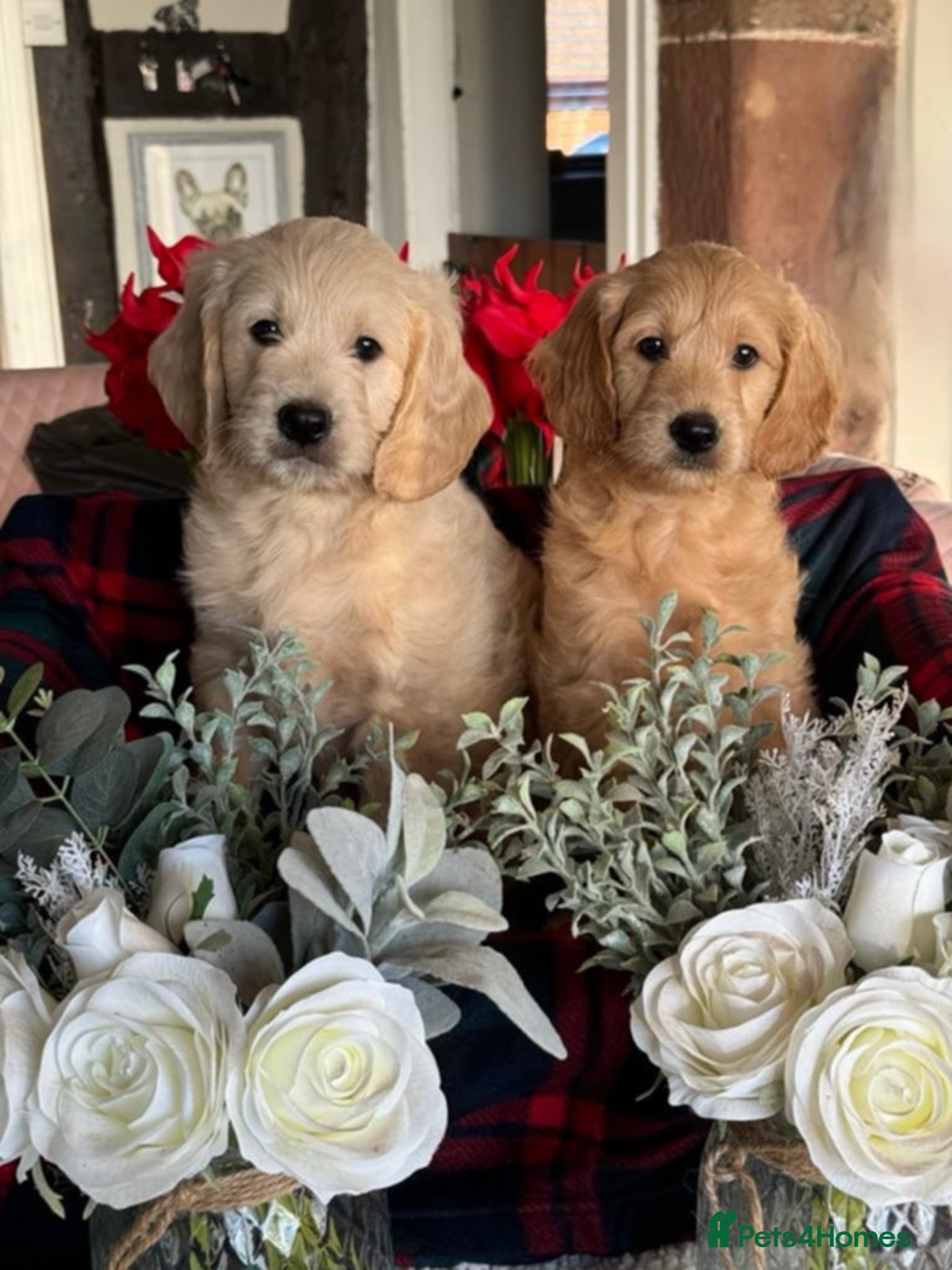 Cockapoo breeders | Pets4Homes