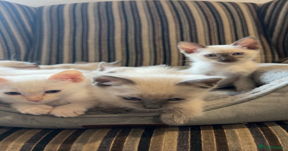 Beautiful Ragamese kittens ️ for sale in Canvey Island | Pets4Homes