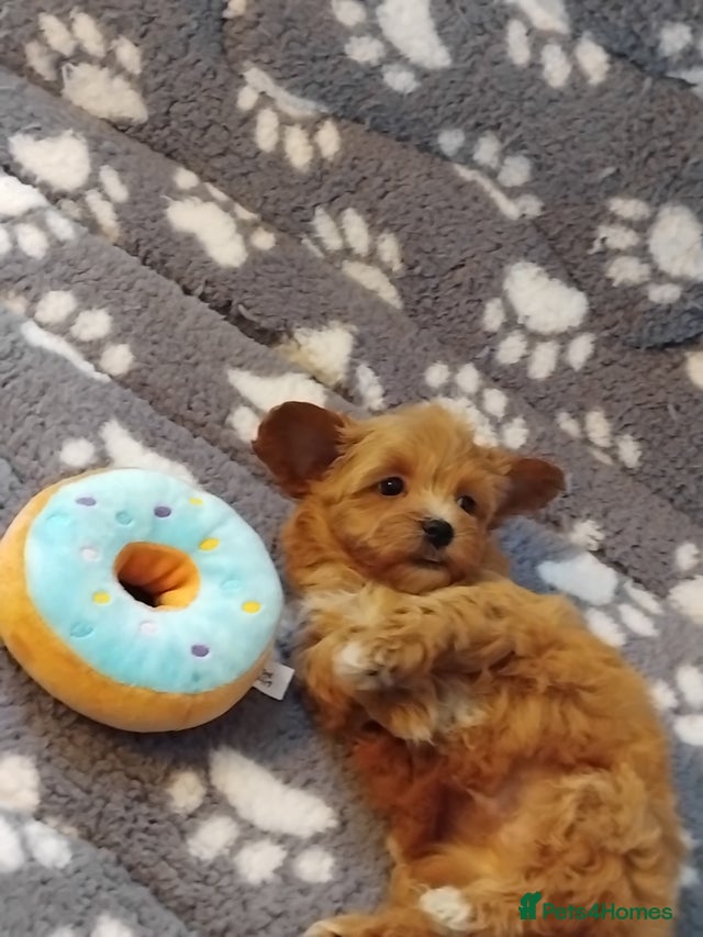 Maltipoo puppies for sale in Doncaster | Pets4Homes