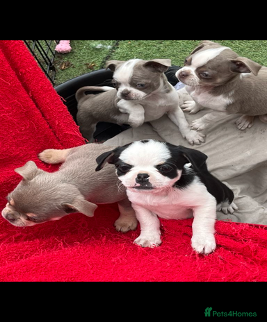 Chug Dogs Breed - Information, Temperament, Size & Price | Pets4Homes