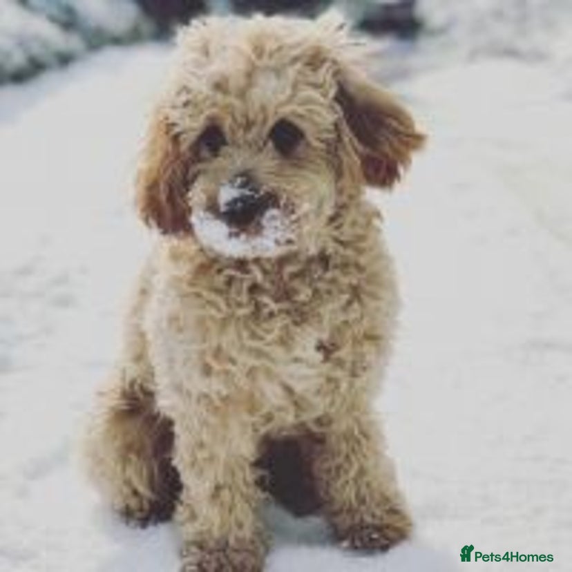 Poochon Dogs Breed - Information, Temperament, Size & Price | Pets4Homes