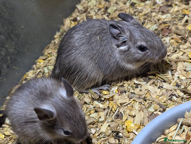 Male and Female baby degu's for sale for sale in Dudley | Pets4Homes