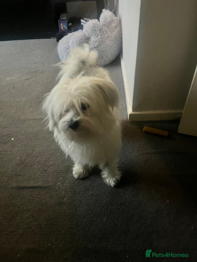 Maltipom for sale in Hemel Hempstead | Pets4Homes