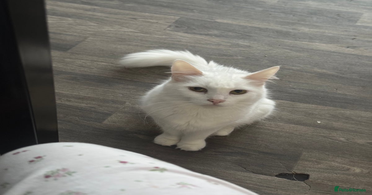 Female Turkish angora for sale in Maidstone | Pets4Homes