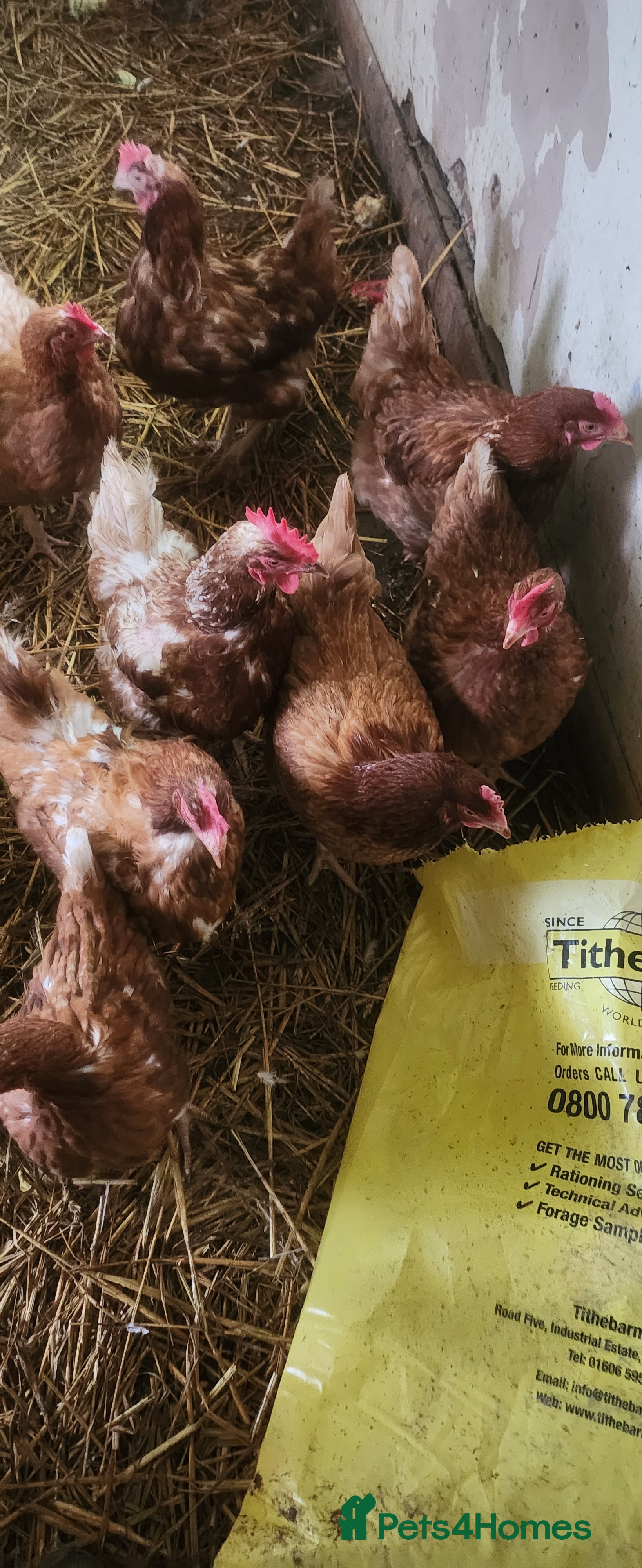 Laying hens for sale for sale in Boston | Pets4Homes