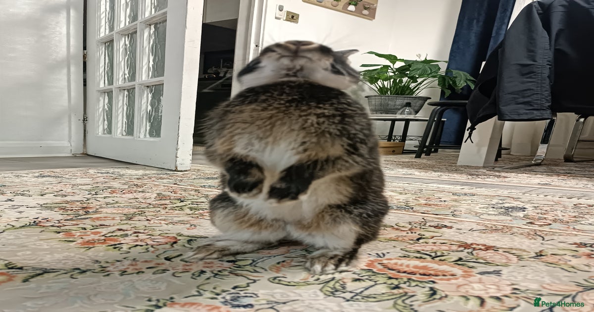 🎀 Lion head 🎀 for sale in Nottingham | Pets4Homes