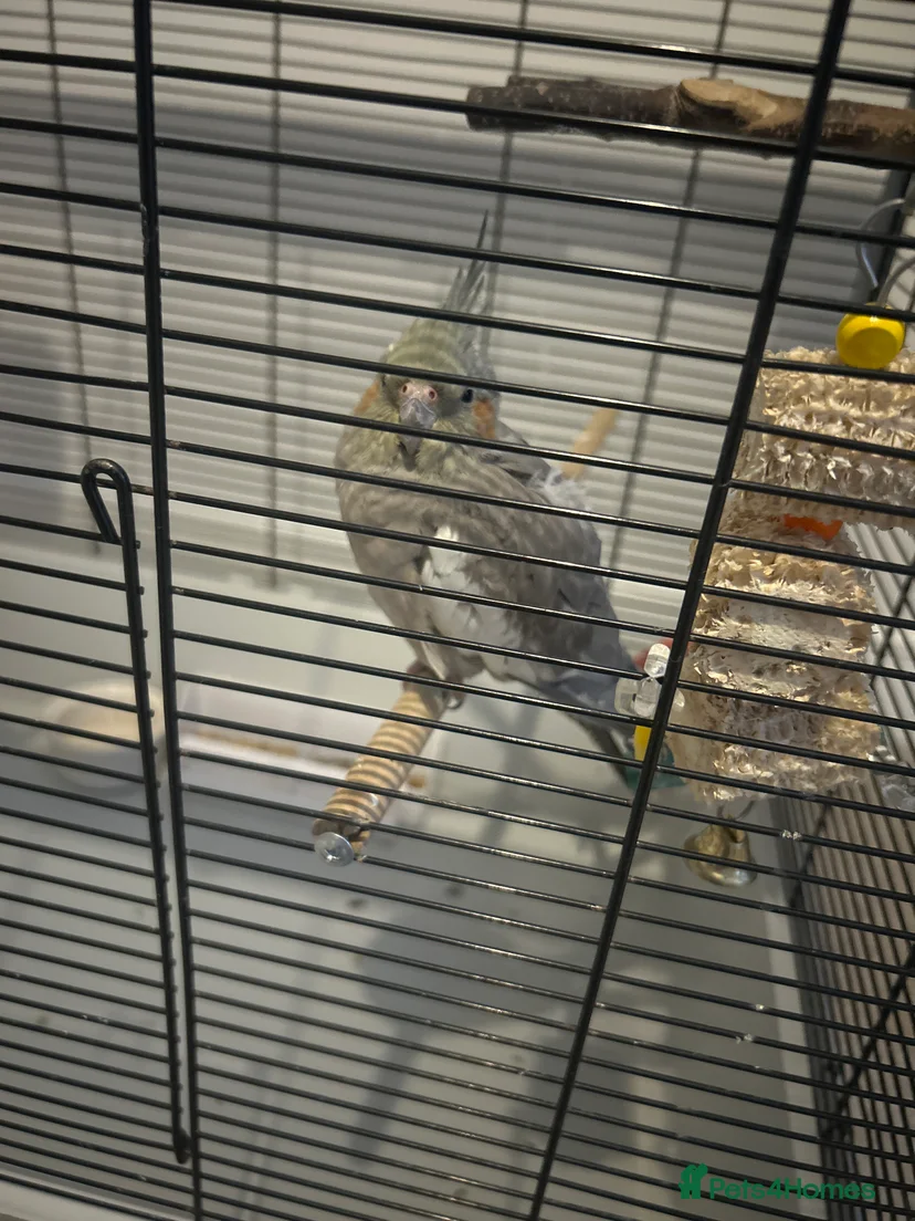 2 tamed cokatiel male and female for sale in Basildon | Pets4Homes