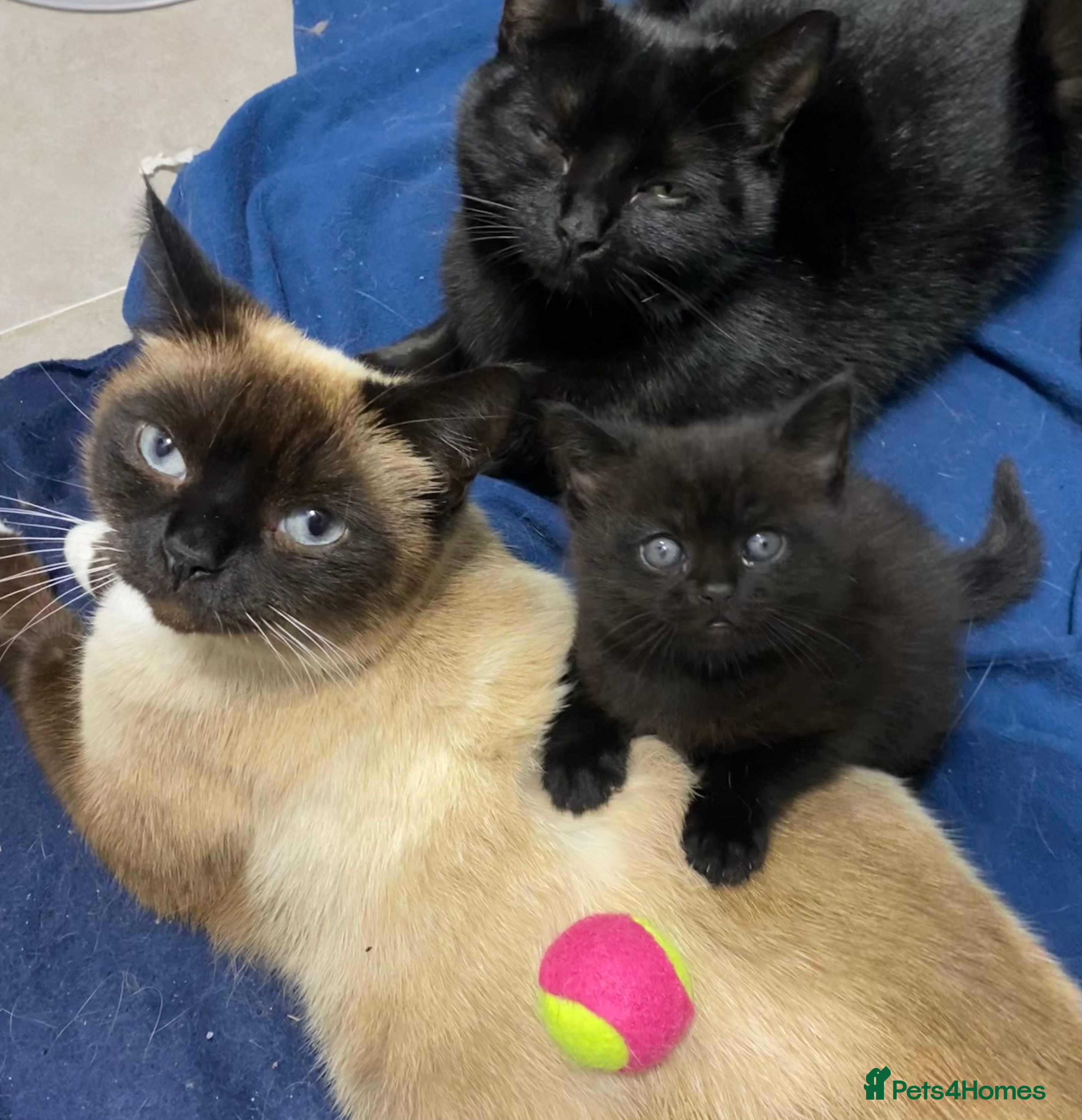 Half Siamese Super friendly BOY (one left) for sale in Staines | Pets4Homes