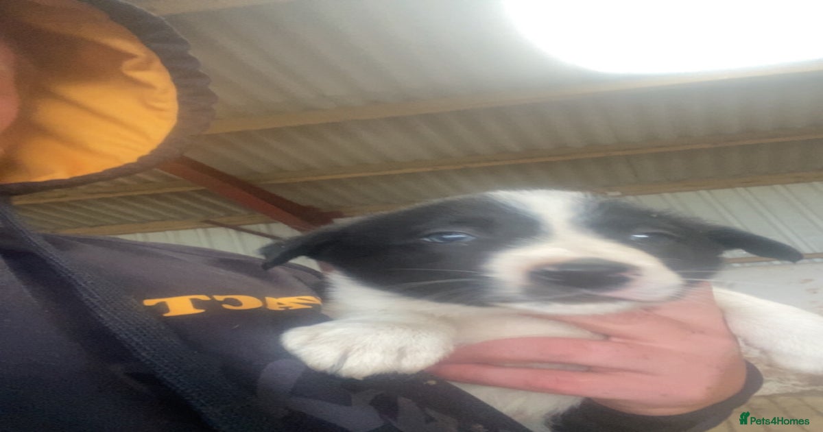 Border Collie Puppy 1 - Gorgeous well bred dog pups for sale in | Pets4Homes