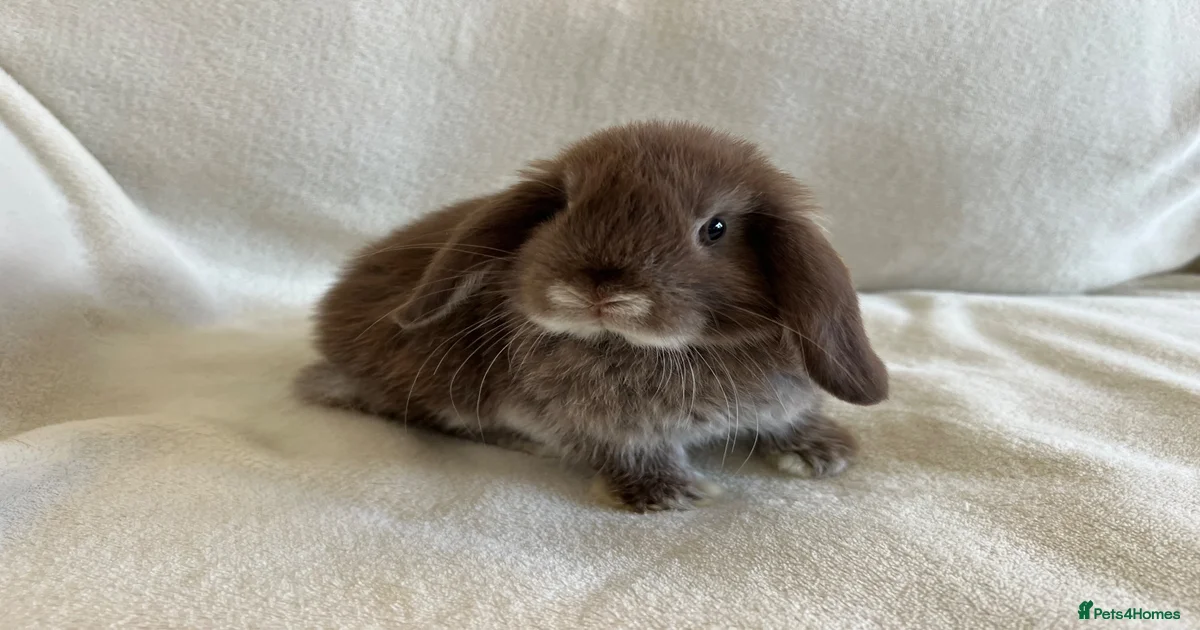 Lop Rabbits for Sale for sale | Pets4Homes