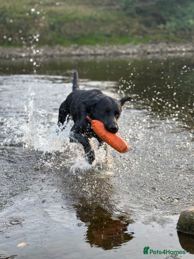 Working KC reg proven black lab for stud in Northallerton | Pets4Homes