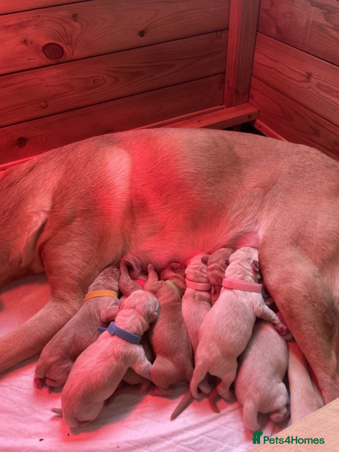 4 gorgeous registered labradors ready to leave now for sale in Hornsea ...