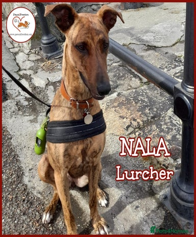 Free Dogs for adoption | Pets4Homes