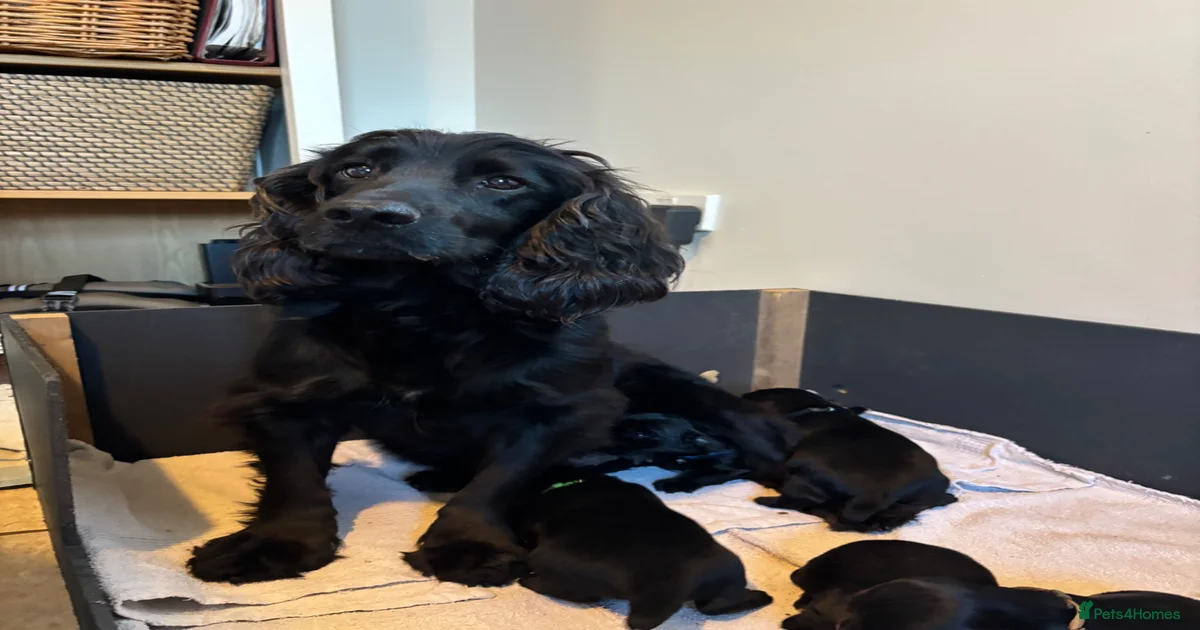 Outstanding KC reg working cocker spaniel pups for sale in Alresford ...