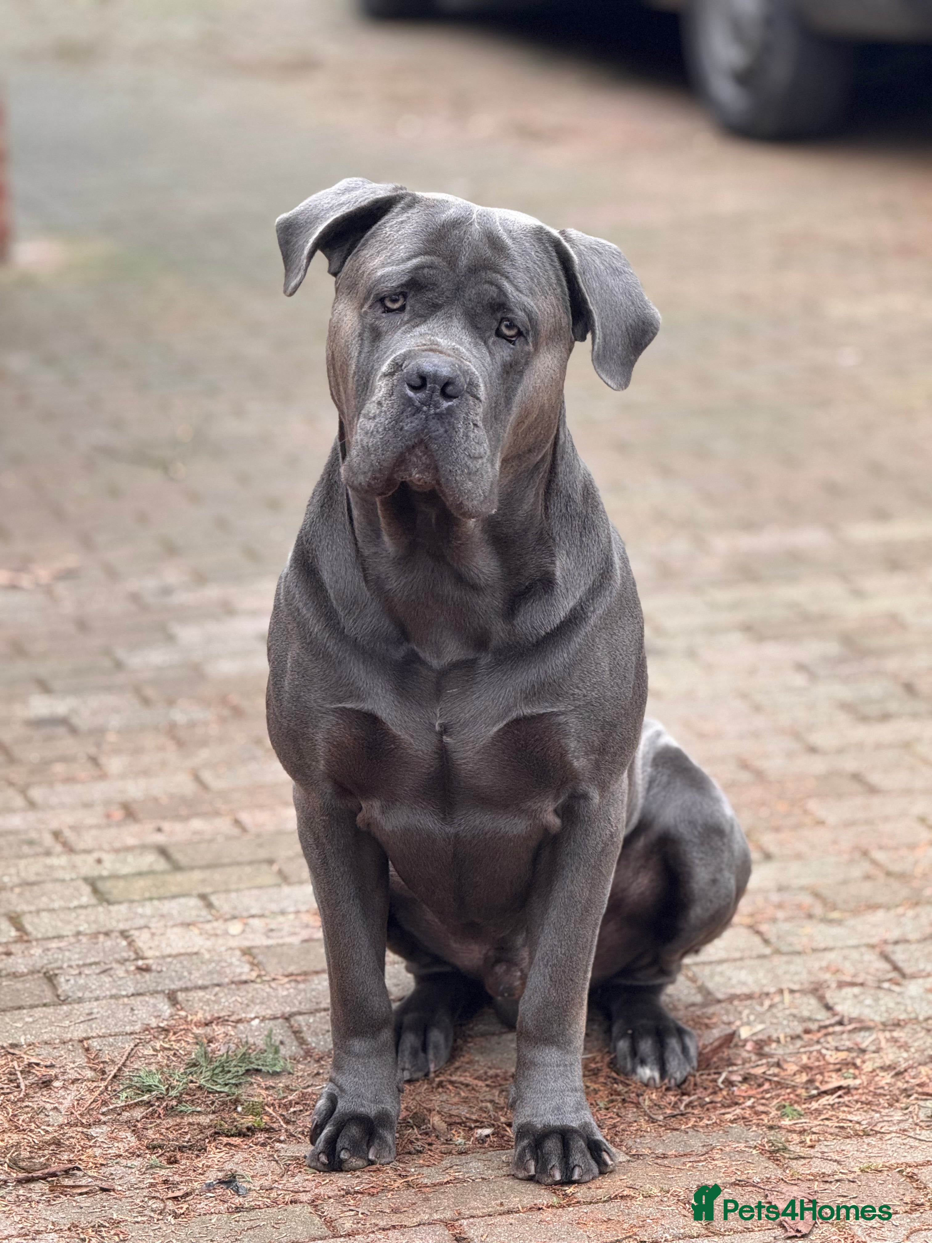 ENZO THE CANE CORSO FOR STUD for stud in Feltham | Pets4Homes
