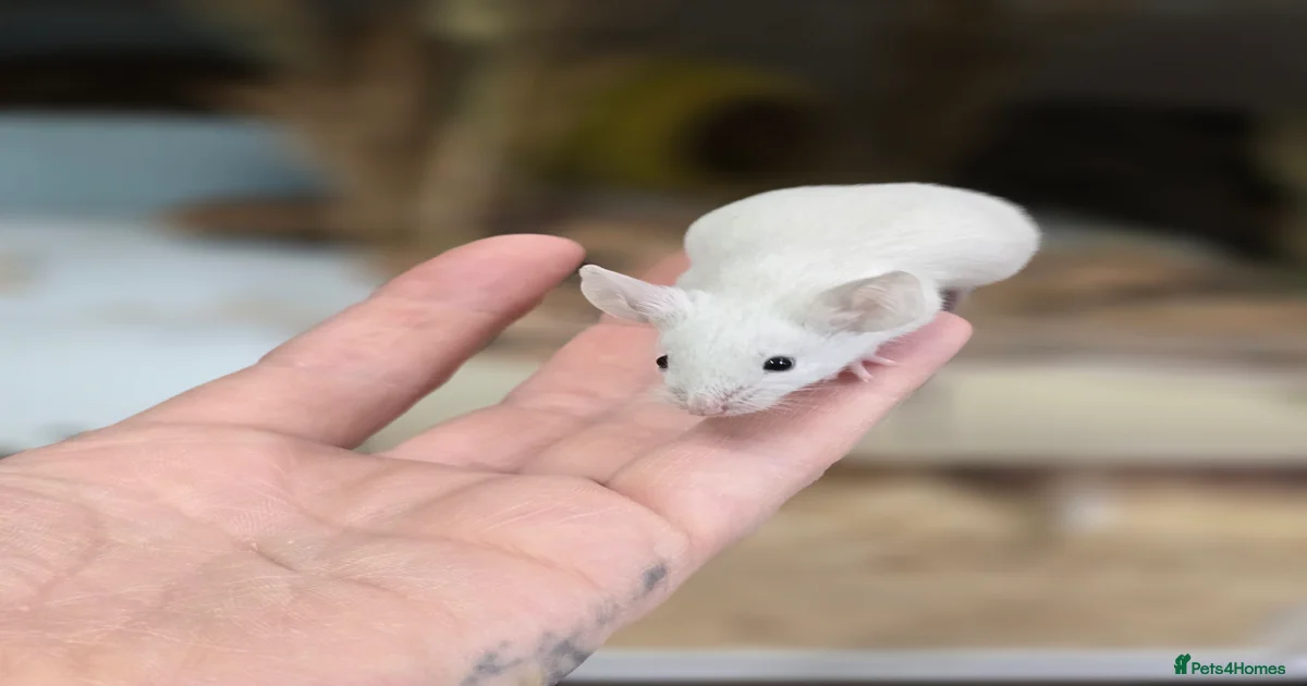 Female mice available mixed colours for sale in Brighouse | Pets4Homes