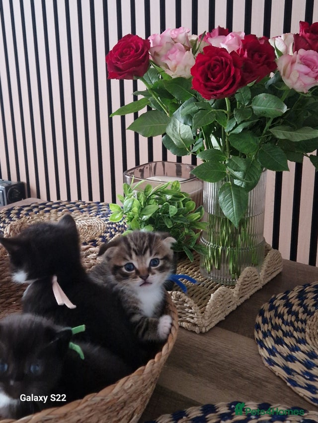 Scotish fold/straight kittens for sale in Runcorn | Pets4Homes