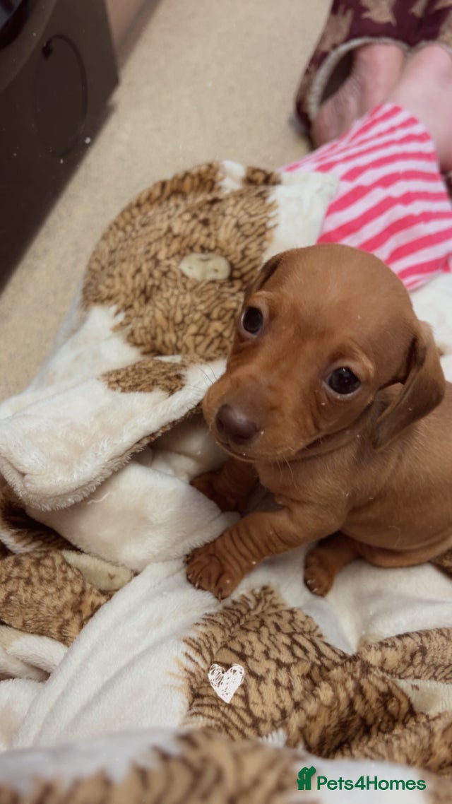 Male puppy for sale in Tonypandy | Pets4Homes