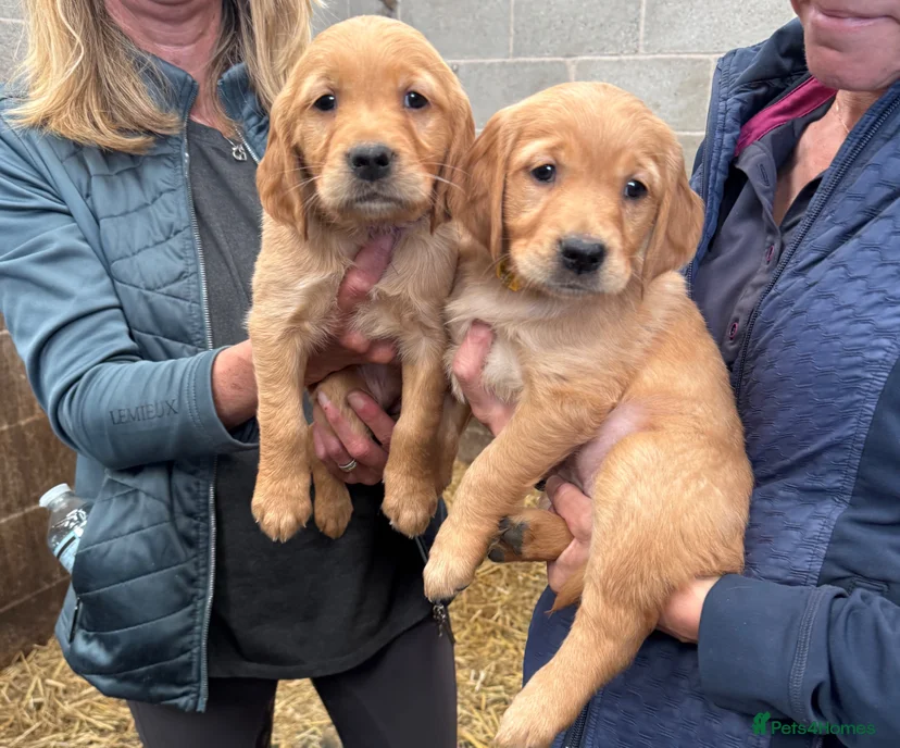 Beautiful litter of golden retriever puppies for sale in Bolton ...