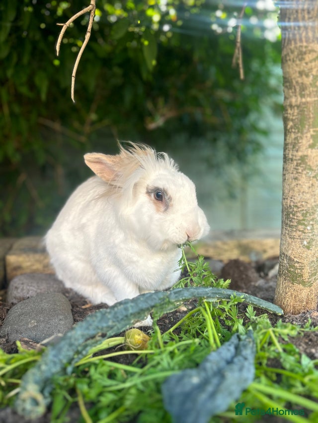 Hilda lionhead rabbit for sale in Coalville | Pets4Homes