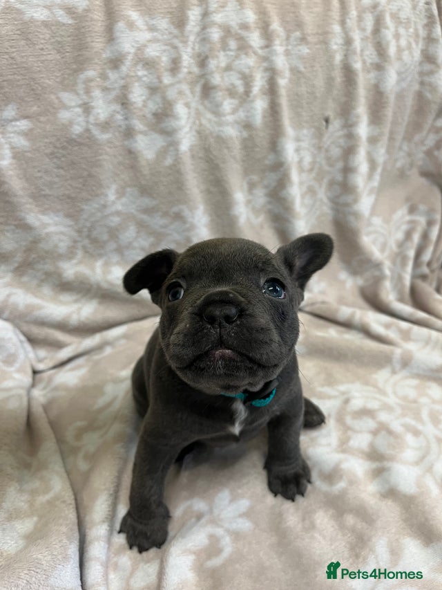 Lovely Frenchies for sale in Lincoln | Pets4Homes