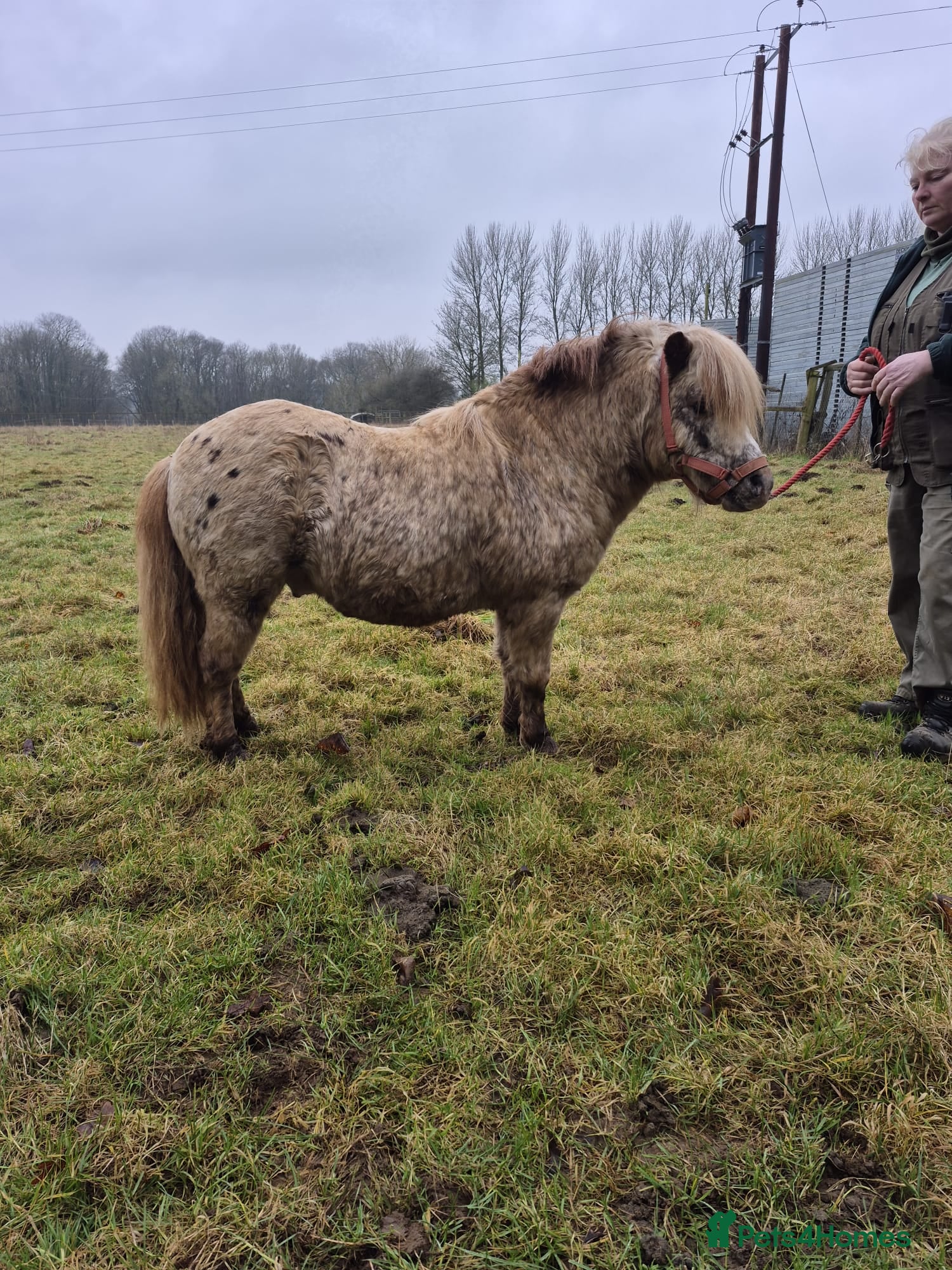 American Miniature Pony Stallion EUSAM for sale in Chipping Norton ...