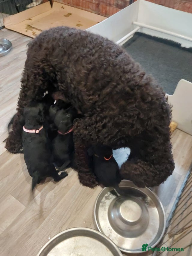Irish Water Spaniel mum and Fox Red Labrador dad for sale in Doncaster ...