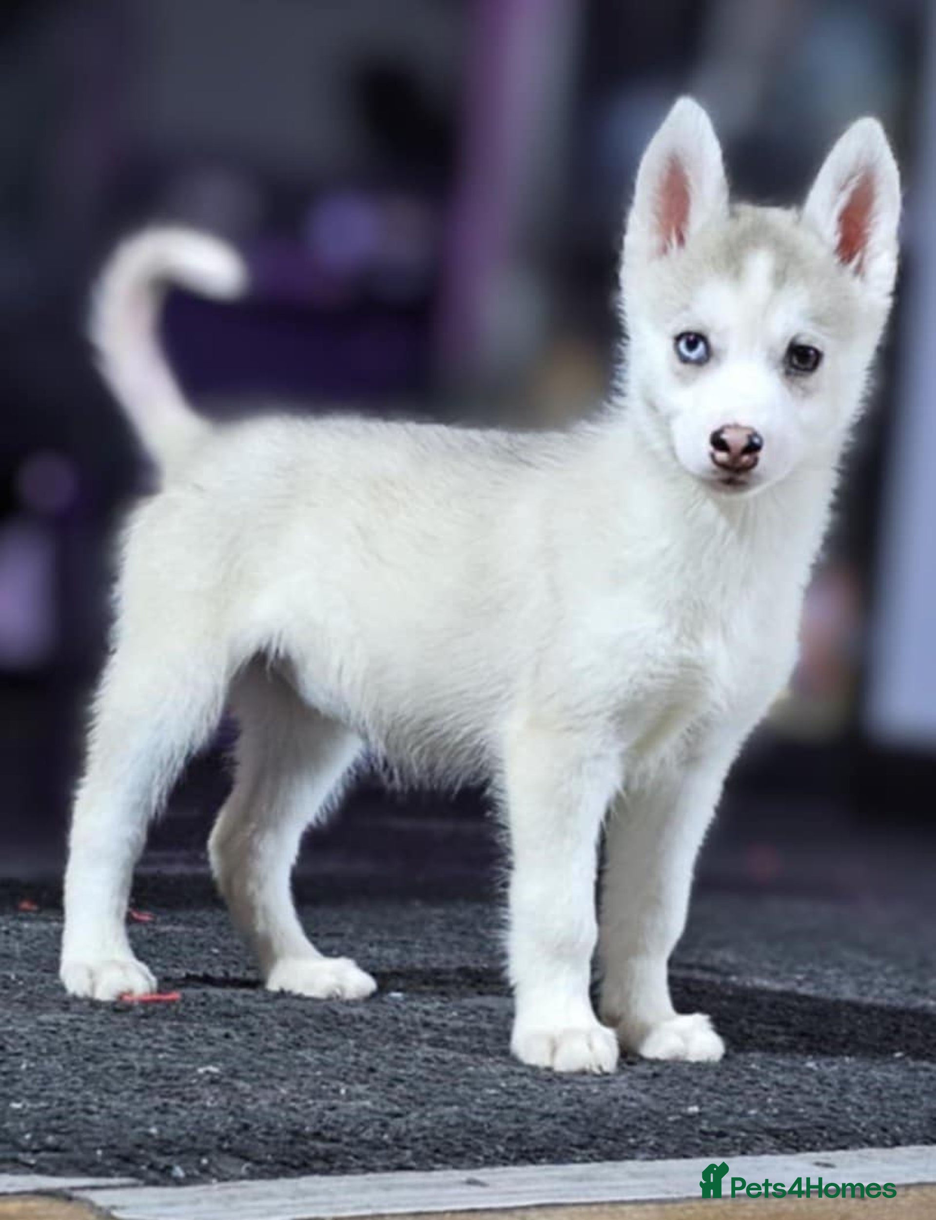 Ginger Puppies for sale | Pets4Homes