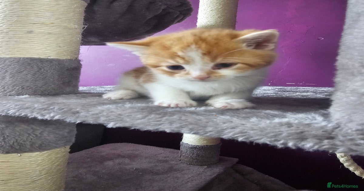 2 Beautiful Ginger & White Males for sale in Dudley | Pets4Homes