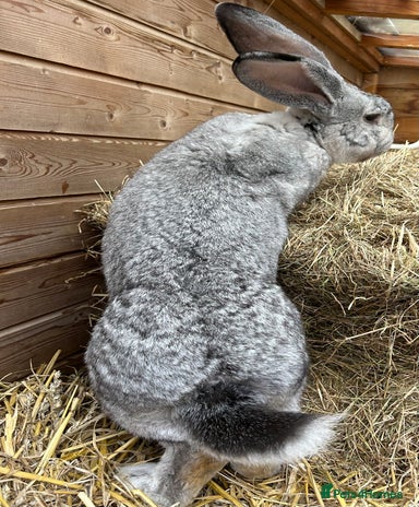 Rabbits for sale | Pets4Homes