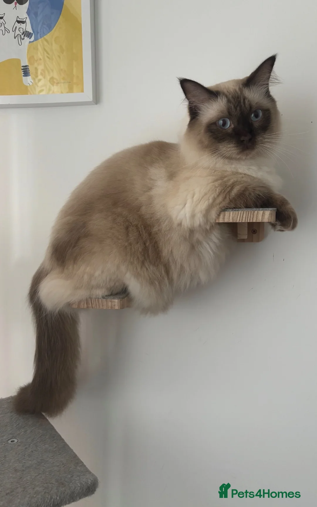 Ragdoll male tortoiseshell female for sale in Marlborough | Pets4Homes