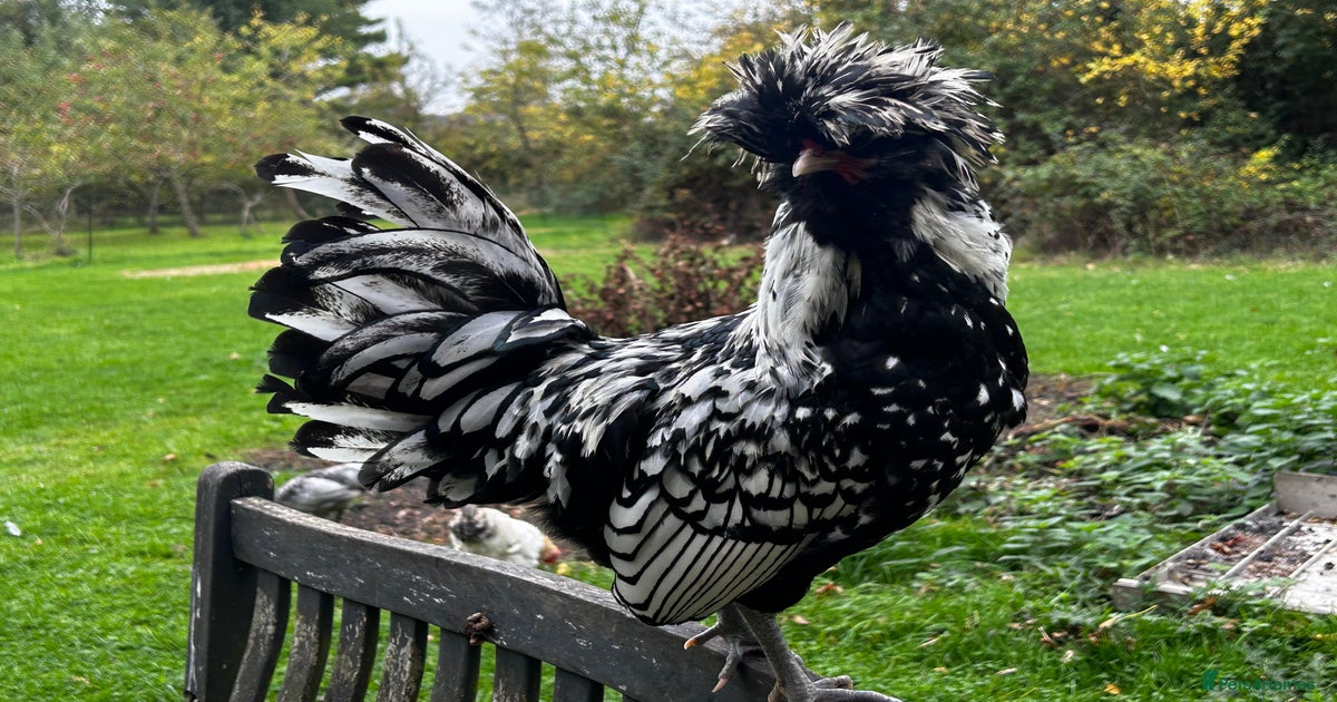 Bantam Polish, Frizzle and a mix Rooster for sale in Saffron Walden ...
