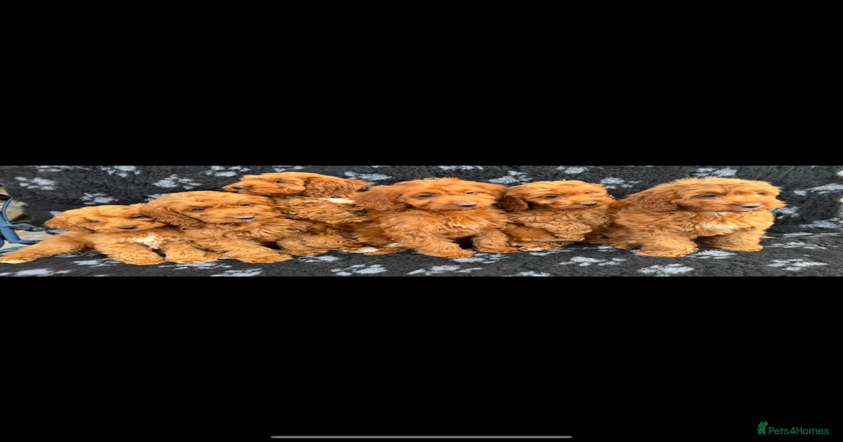 Fox Red F1 Cockapoo Puppies (Licensed Breeder) for sale in Stourport-on ...