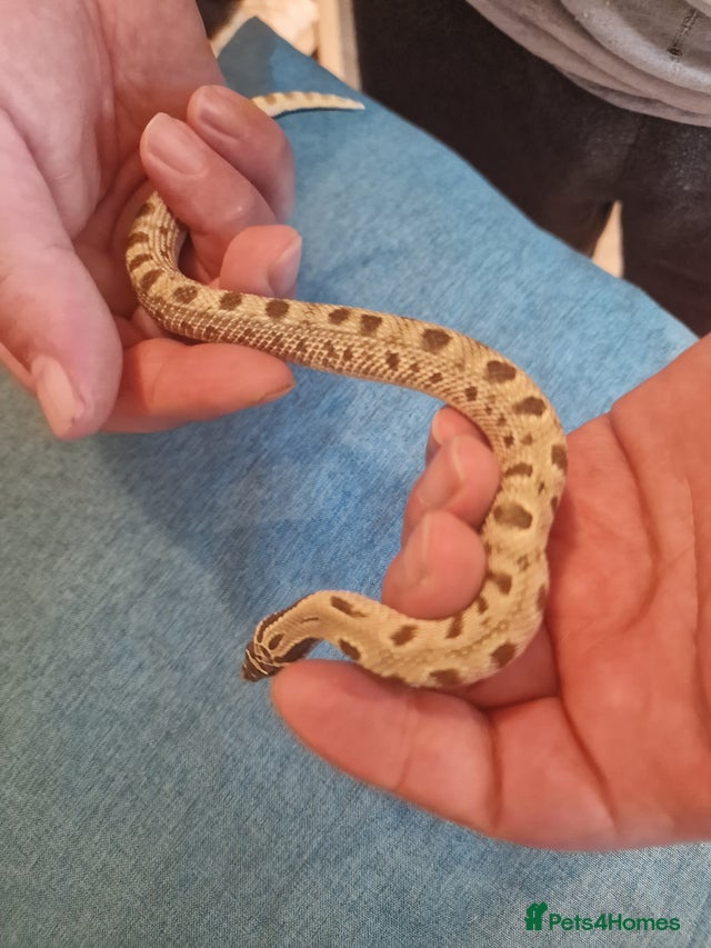 CB 2025 Western Hognose snakes for sale in Cullompton | Pets4Homes