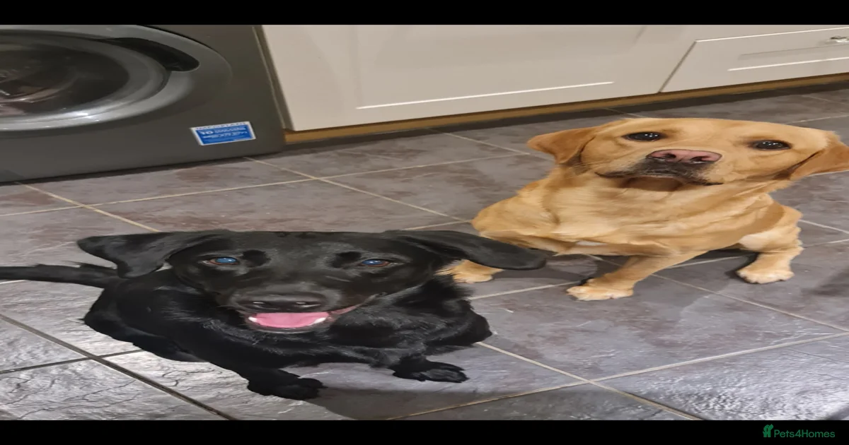 Black labrador Labrador Retriever Puppies for sale | Pets4Homes