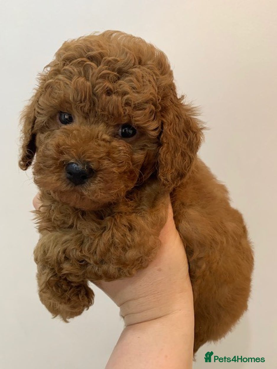 Mini Miniature Poodle puppies for sale | Pets4Homes