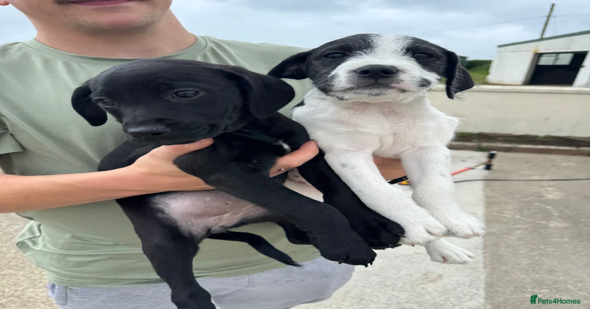 Mixed Breed Puppies for sale | Pets4Homes